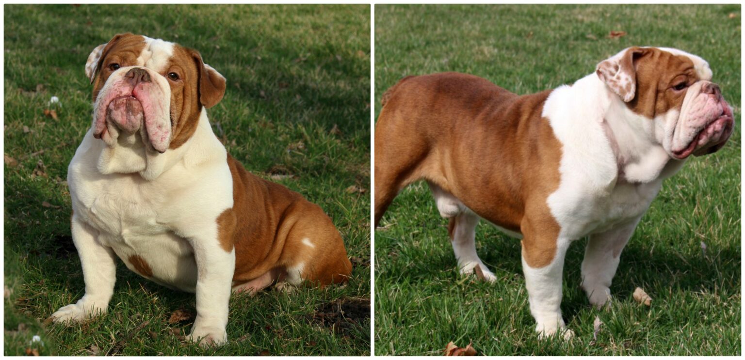 English Bulldog Stud Service -Bruiser Bulldogs