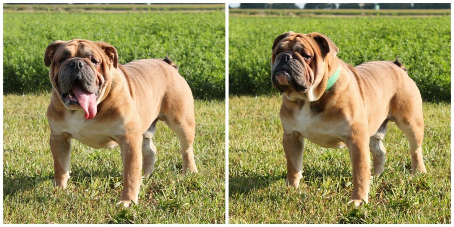 English Bulldog Health Issues - A Complete Guide -Bruiser Bulldogs