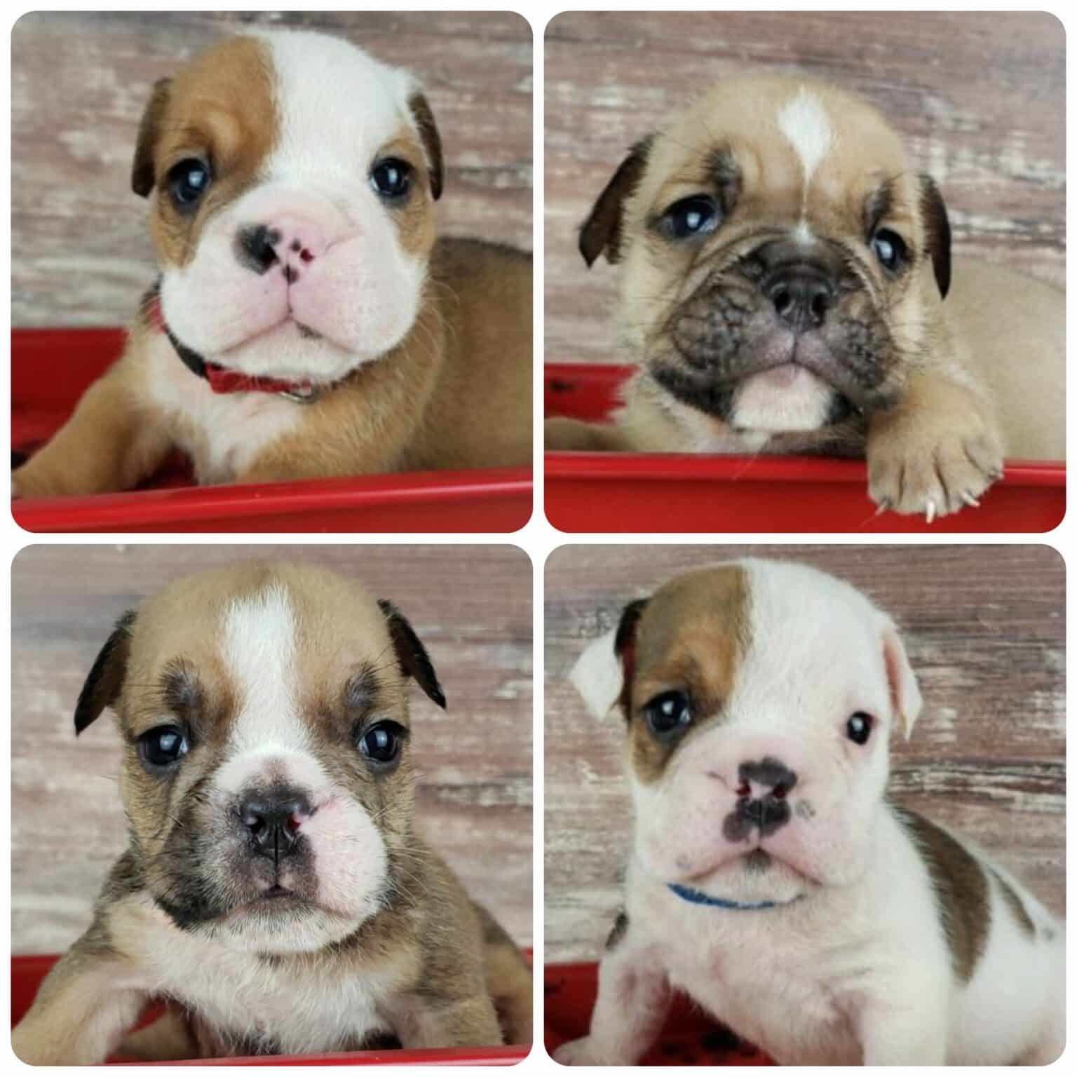 Traveling with Your Bulldog: Tips and Considerations IBruiser Bulldogs