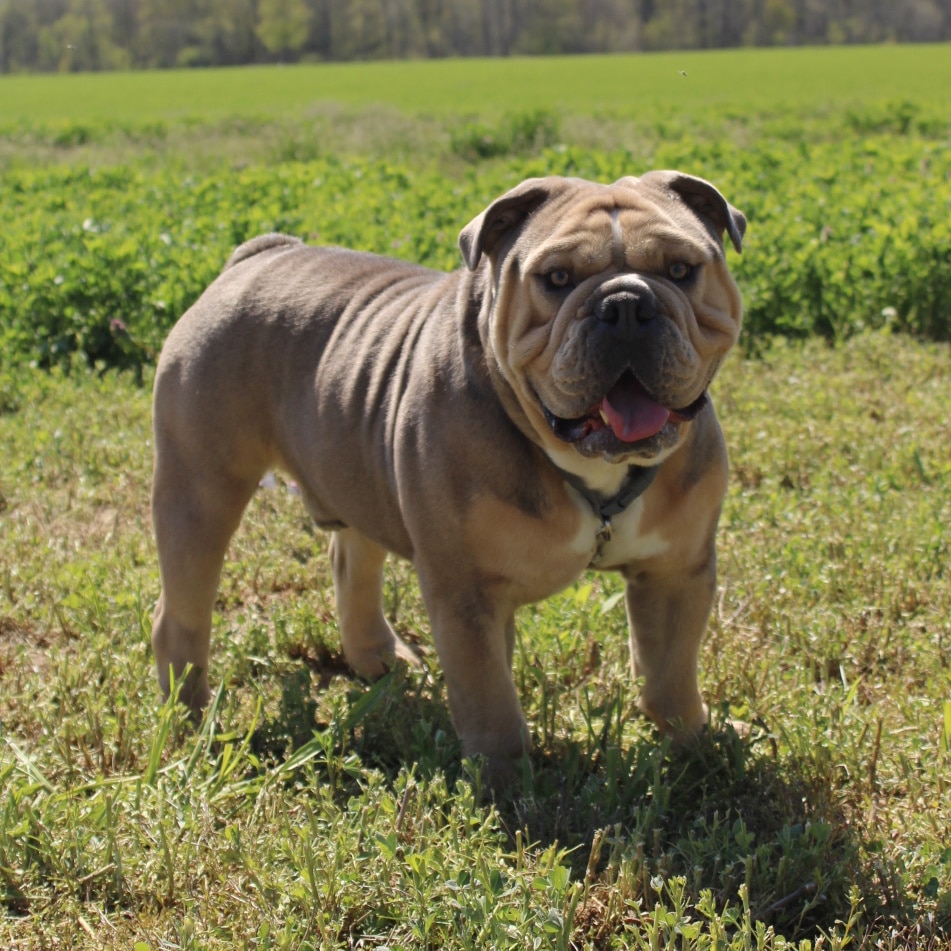 Muscular English Bulldog